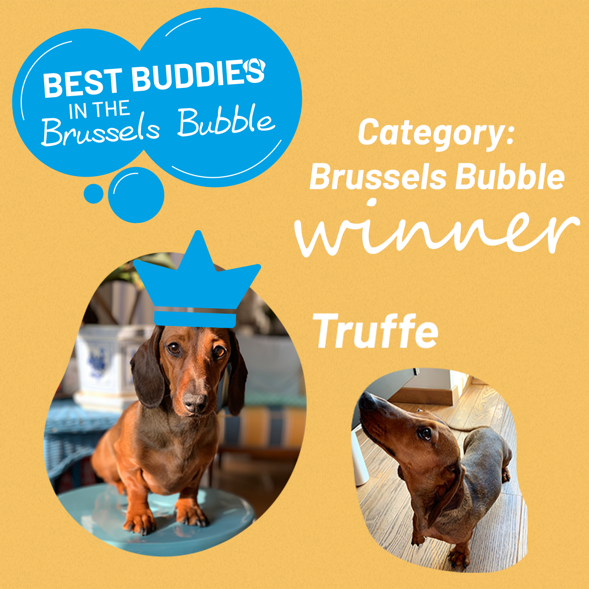 Meet our Best Buddies 2024 photo contest winners! | Pet Power