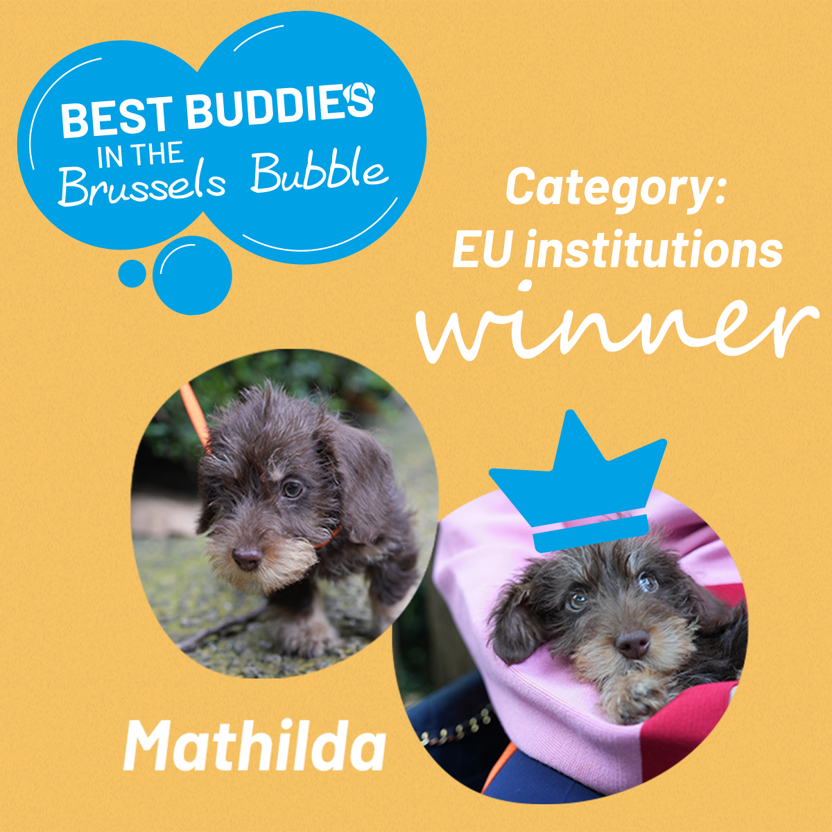 Meet our Best Buddies 2024 photo contest winners! | Pet Power